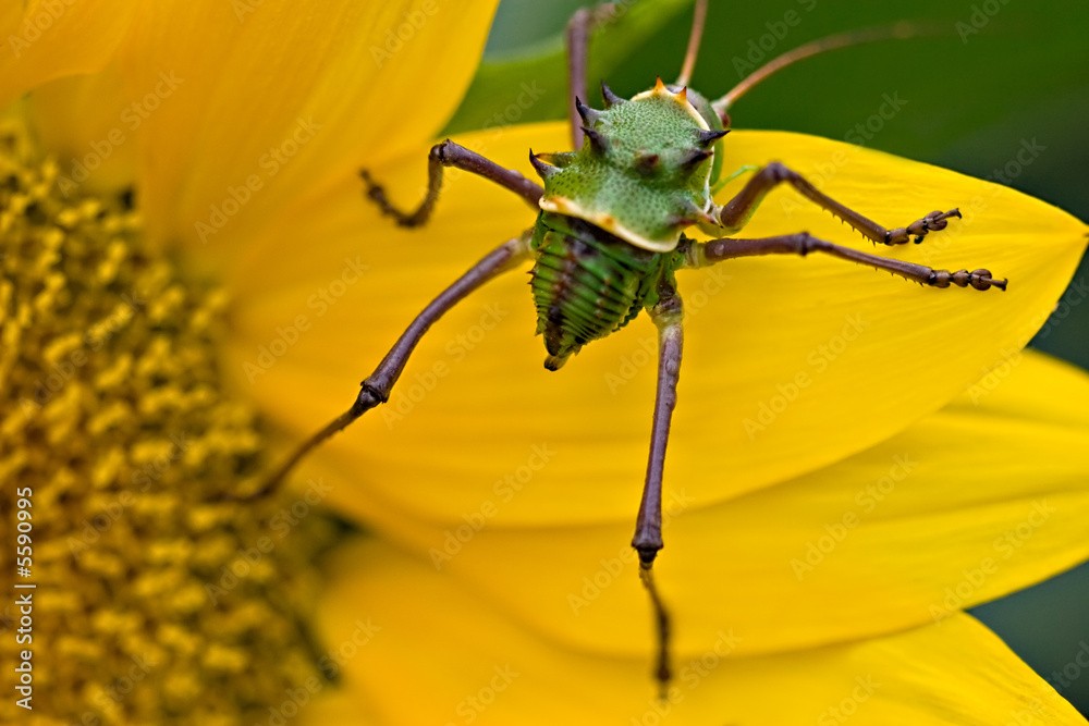 Beatles, the armored corn cricket, Orthoptera Stock Photo | Adobe Stock