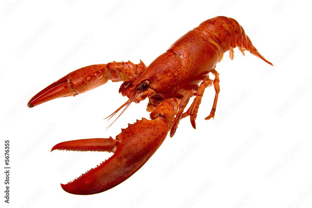 Hummer Stock-Foto | Adobe Stock