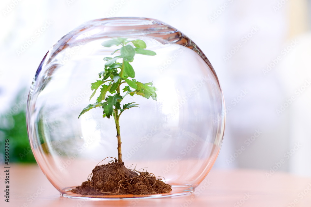 Protecting a plant Stock Photo | Adobe Stock