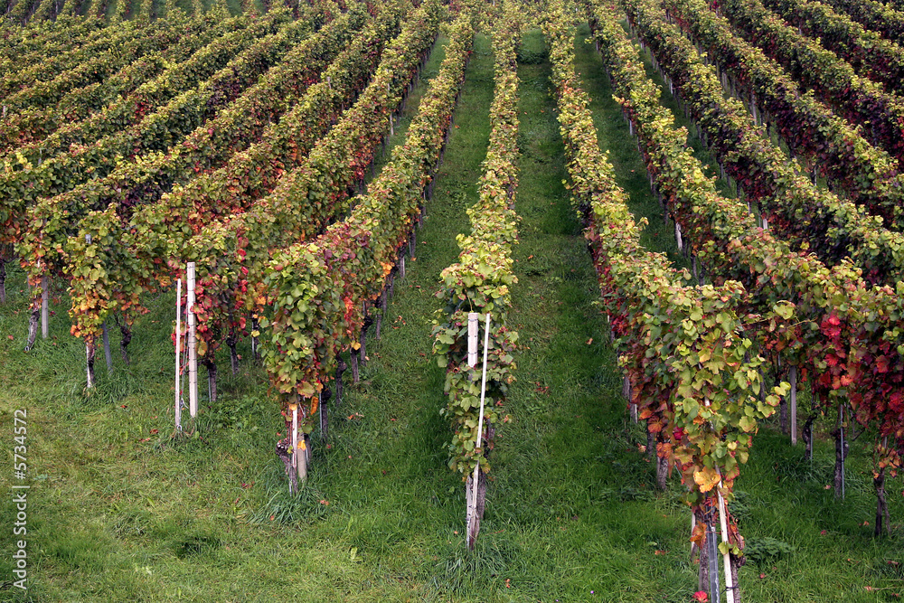 Der Weinberg Stock Photo | Adobe Stock