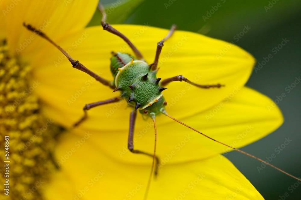 Beatles, the armored corn cricket, Orthoptera family, Stock Photo ...