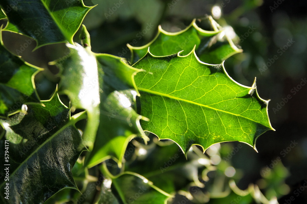 Foto de Feuille de houx commun (Ilex aquifolium) do Stock | Adobe Stock