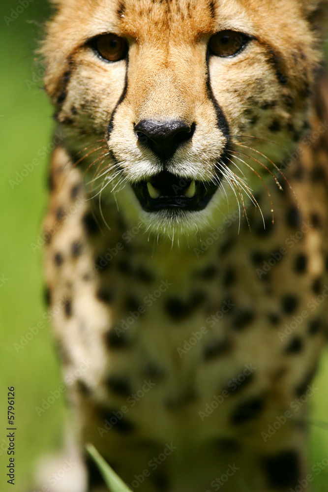 Poster African Cheetah – Wall Art | UkPosters