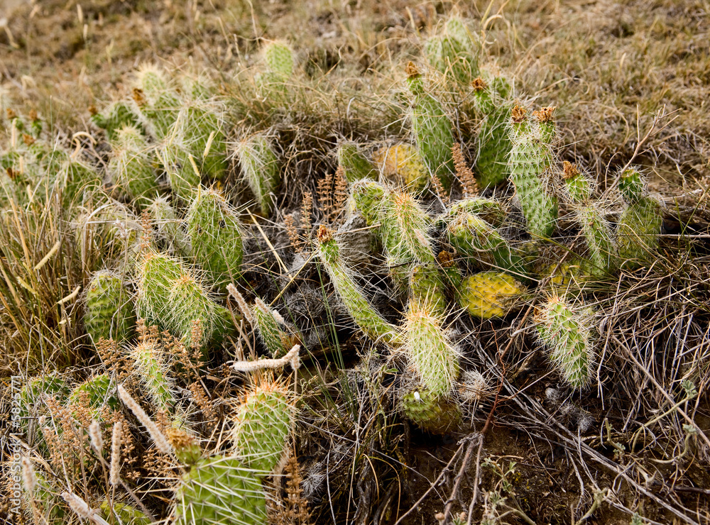 A background image consiting of prairie cactus and grass Stock Photo ...