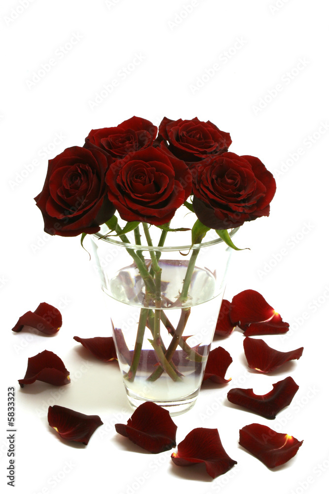 Five roses in a vase on a white background. Stock Photo | Adobe Stock