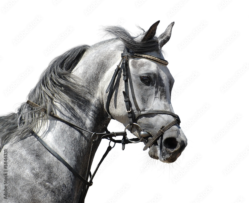 Grey Arabian Horse Head