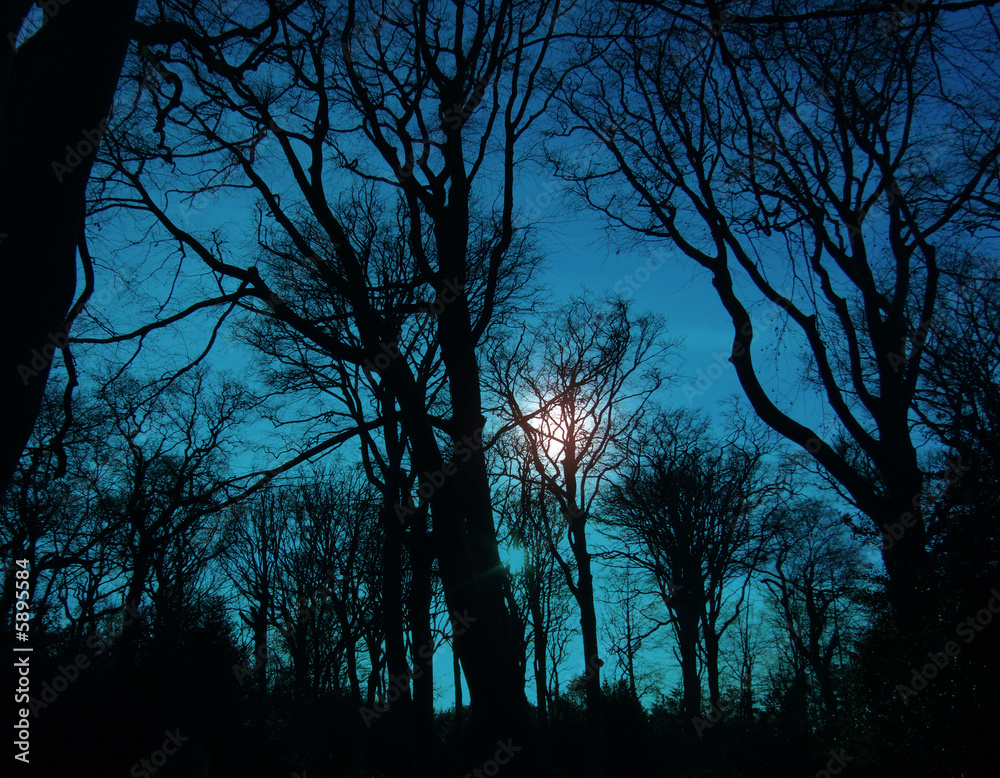 Forest At Night Stock Photo | Adobe Stock