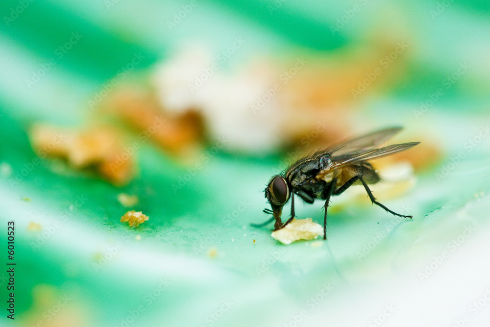 Foto Stock Macro de mouche en plein repas | Adobe Stock