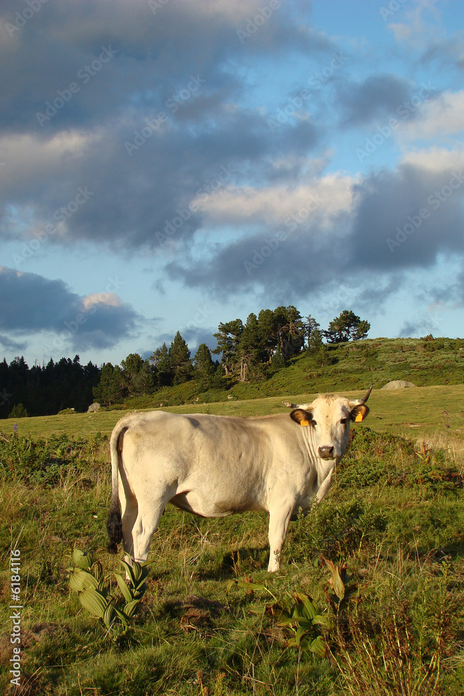 Vache gasconne,Aude,Pyrénées Stock Photo | Adobe Stock