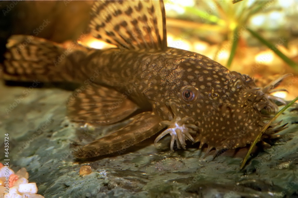 Identification picture for the Ancistrus sp. Stock Photo | Adobe Stock