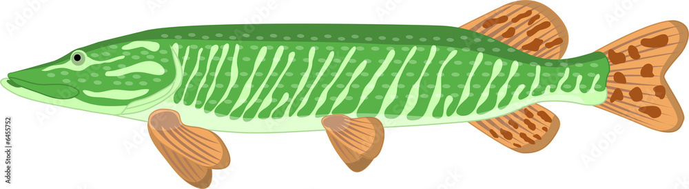 Hecht (www.fertig-unterricht.de) Stock-Illustration | Adobe Stock