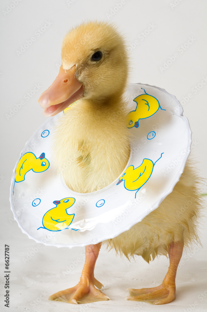 Baby Duck With Life-preserver Stock Photo | Adobe Stock
