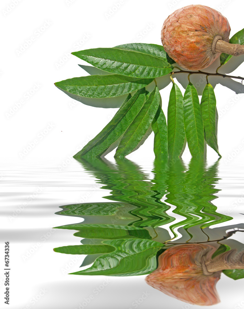 cachiman ou coeur-de-boeuf Stock Photo | Adobe Stock