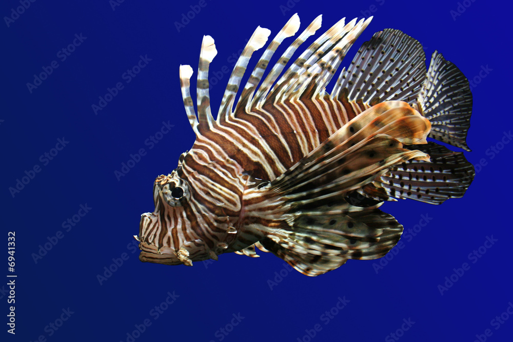 lion fish Stock Photo | Adobe Stock