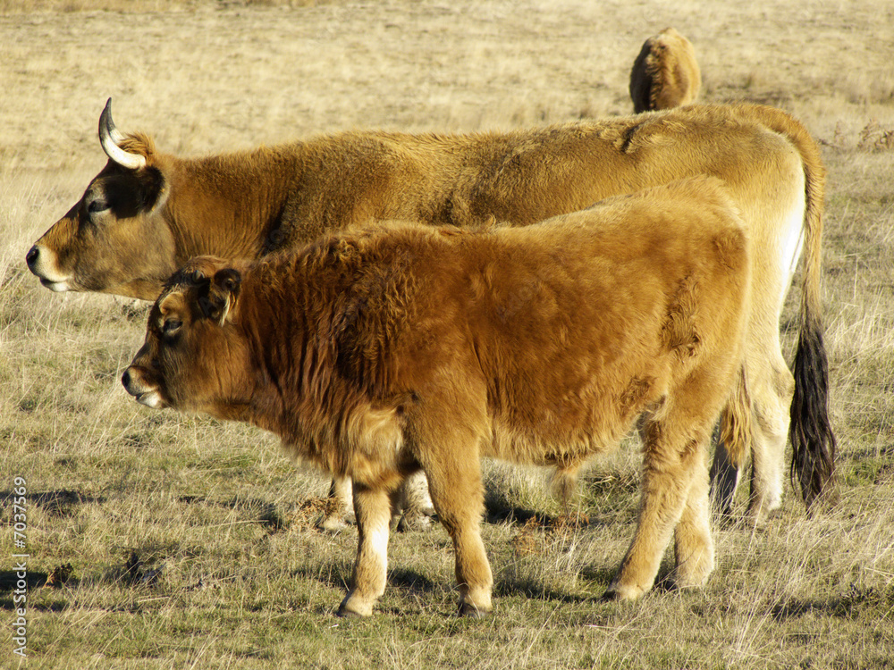Vache aubrac et son veau Stock Photo | Adobe Stock