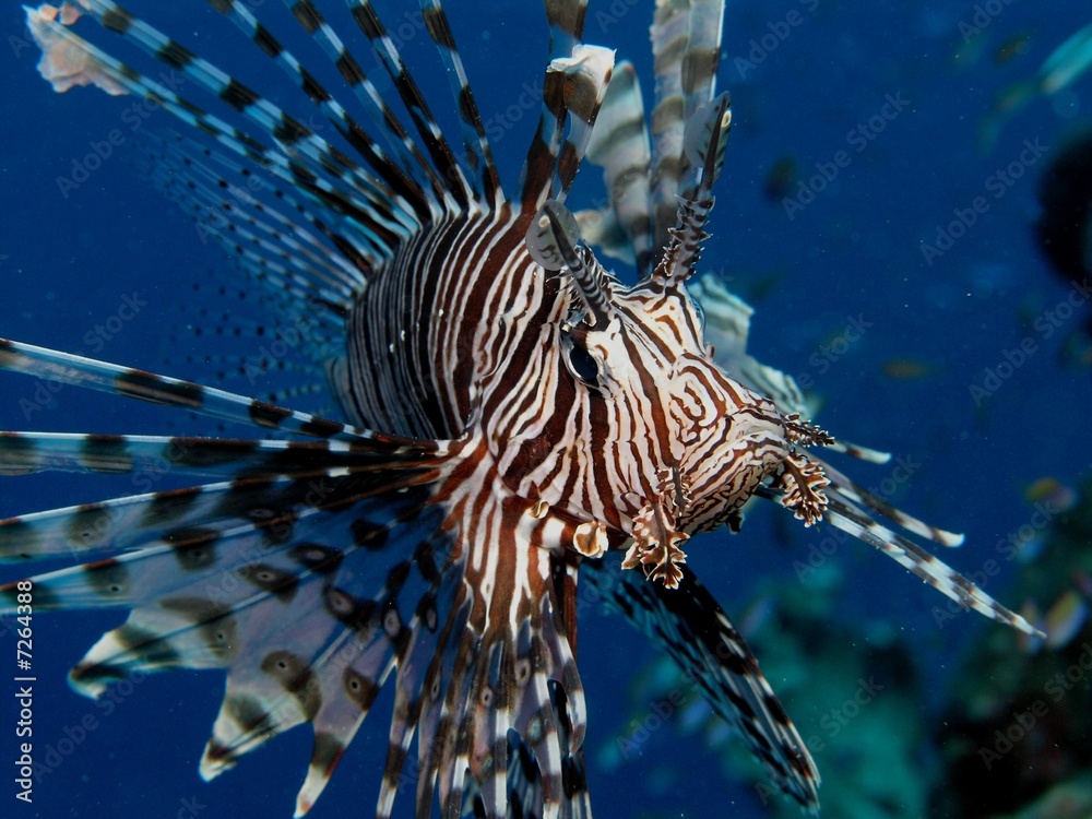 Feuerfisch Stock-Foto | Adobe Stock