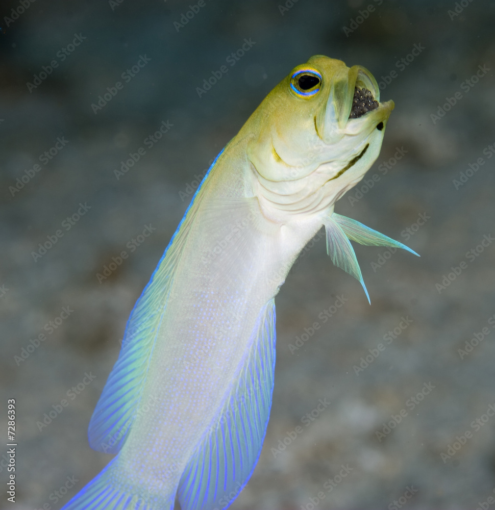 Yellowhead Jawfish