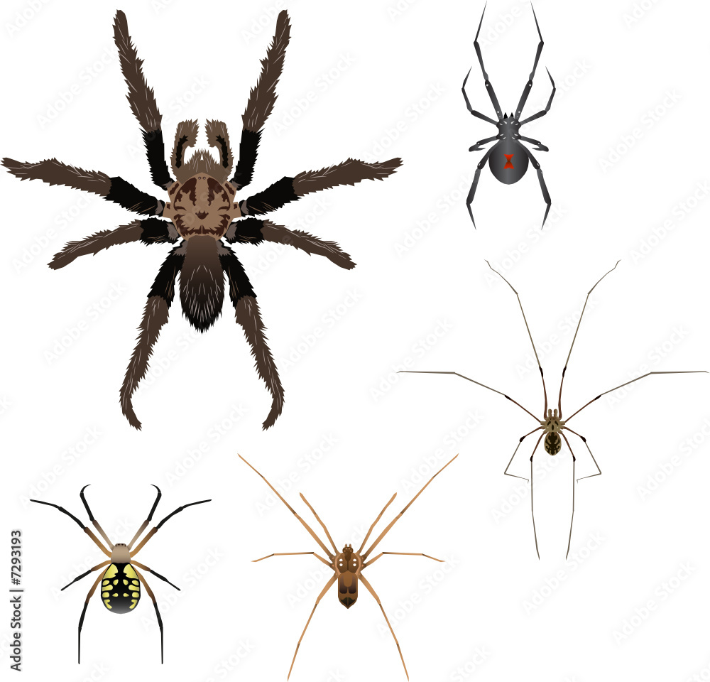five vector spiders Stock Vector | Adobe Stock