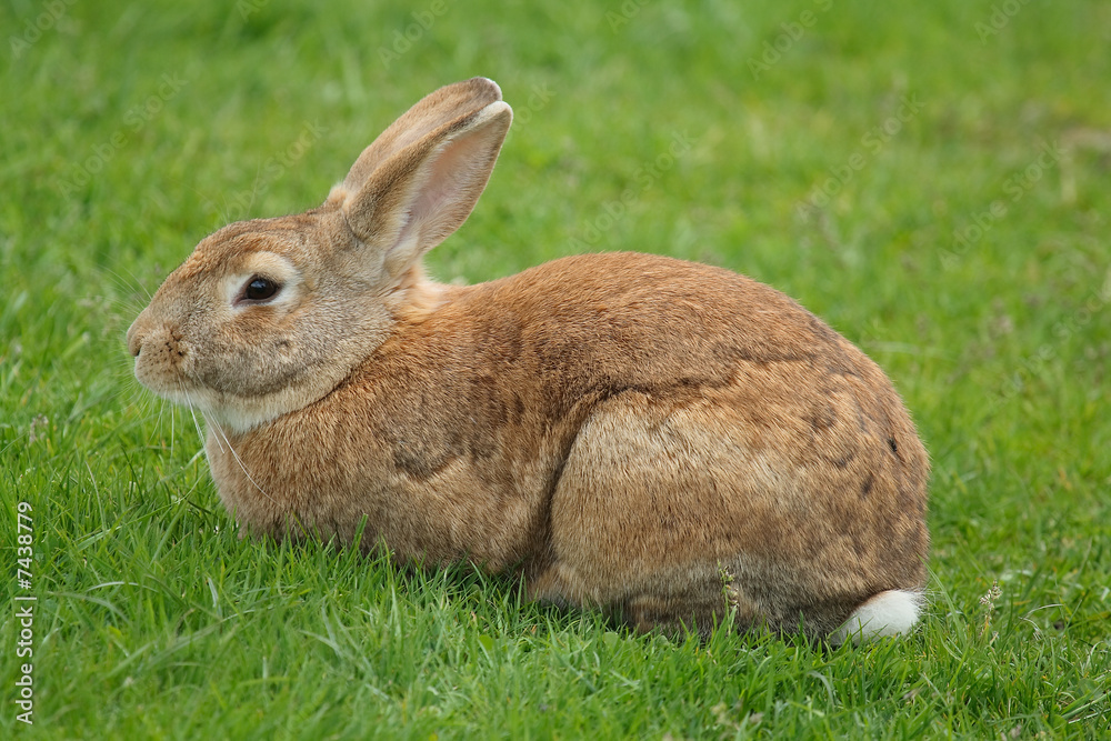 Hase Stock-Foto | Adobe Stock