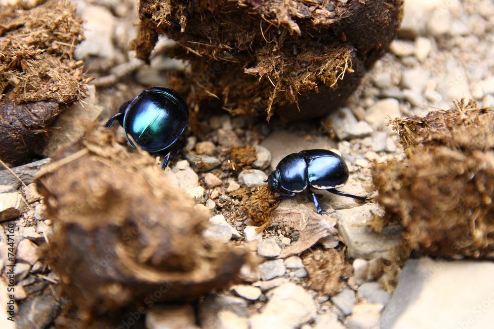 Dung beetles working Stock Photo | Adobe Stock