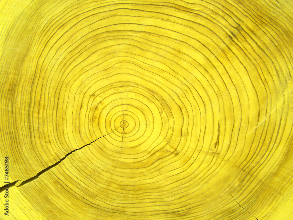 Cross section of sequoia Stock Photo | Adobe Stock