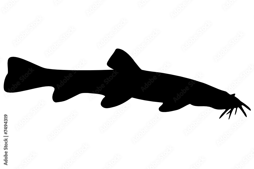 Loach Stock-Vektorgrafik | Adobe Stock