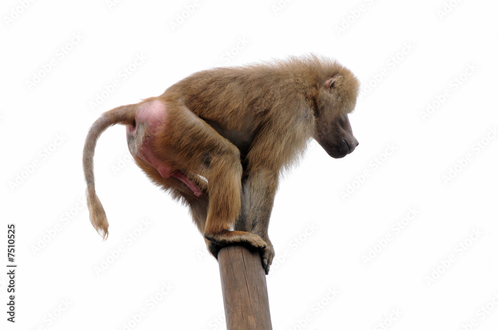 pavian affe Stock Photo | Adobe Stock