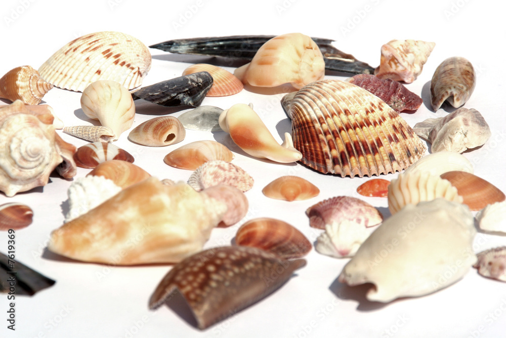 Chaos aus Muscheln Stock Photo | Adobe Stock