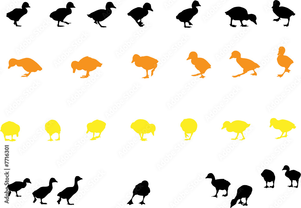 Duckling Silhouette