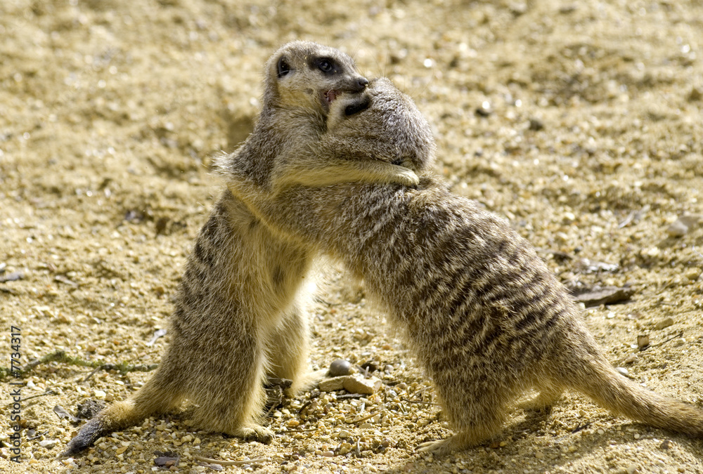 Meerkats Hugging