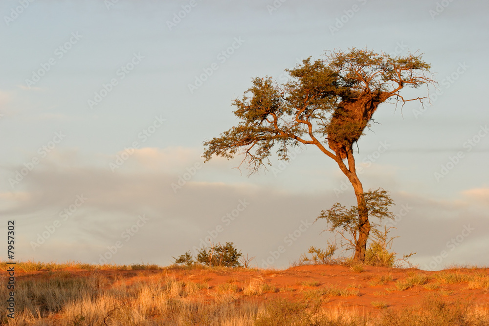 African Acacia tree, Kalahari desert, South Africa Stock Photo | Adobe ...