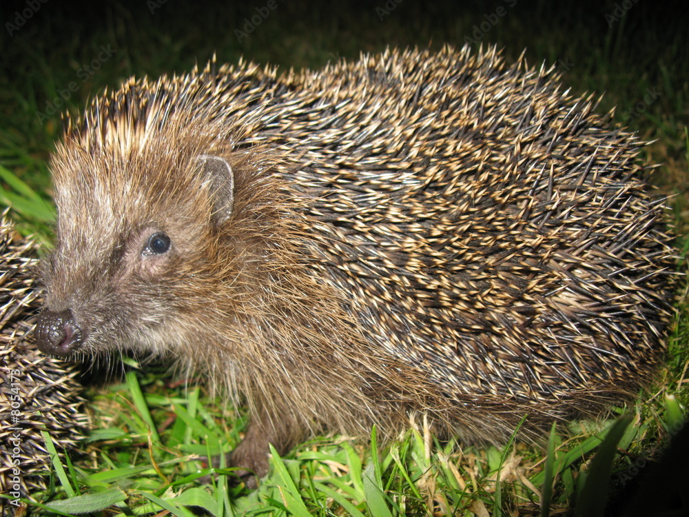Der Braunbrustigel (Erinaceus europaeus), auch Westeuropäischer Igel ...
