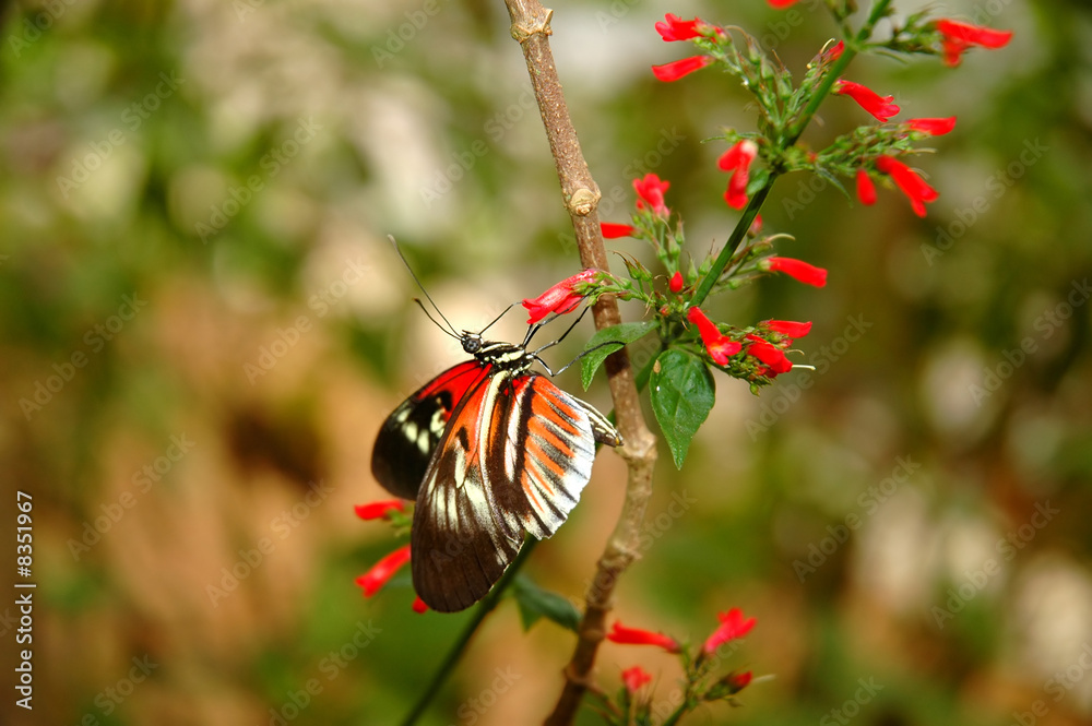 Piano key butterfly (heliconius melpomene) on a red flower Stock Photo ...