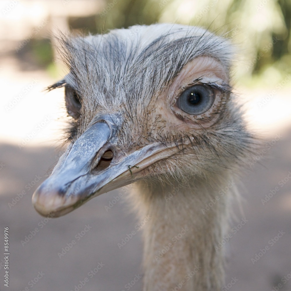 Foto Stock Nando il Nandù | Adobe Stock