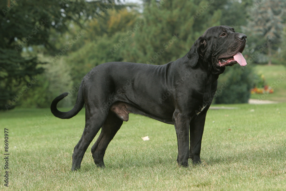 fila brasileiro Stock Photo | Adobe Stock