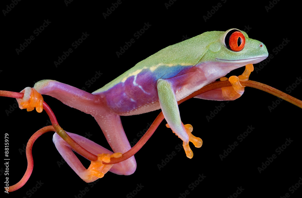 Baby Red Eyed Tree Frog
