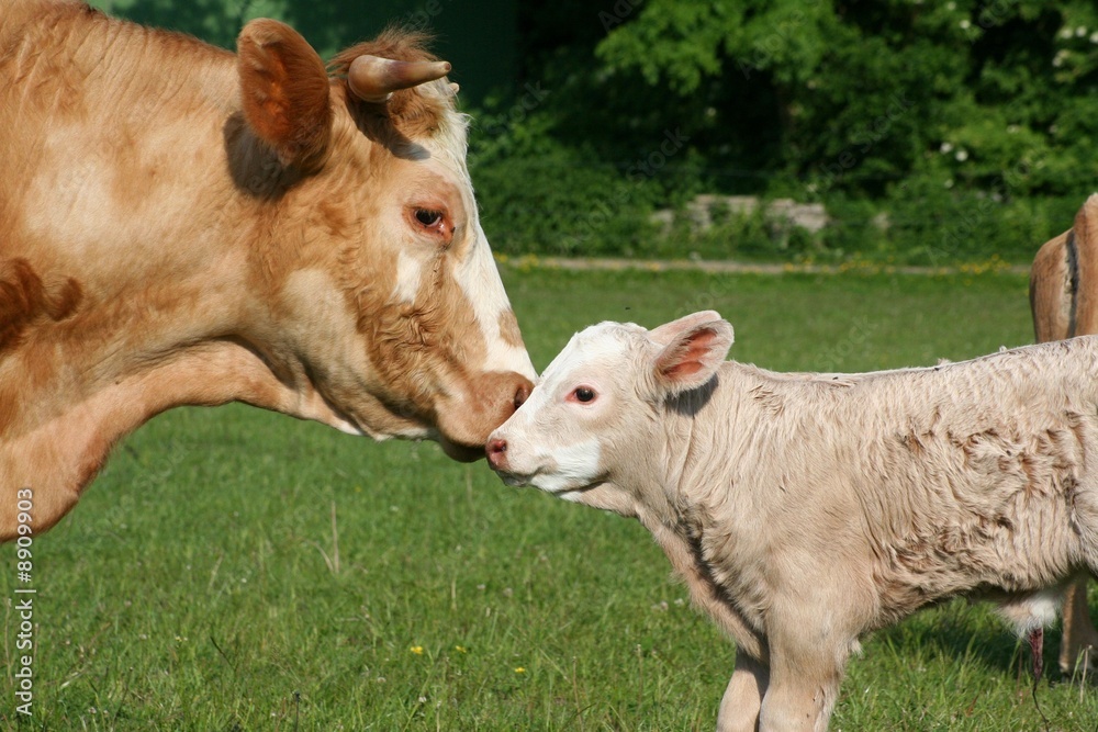 Kalb mit Mutter Stock-Foto | Adobe Stock