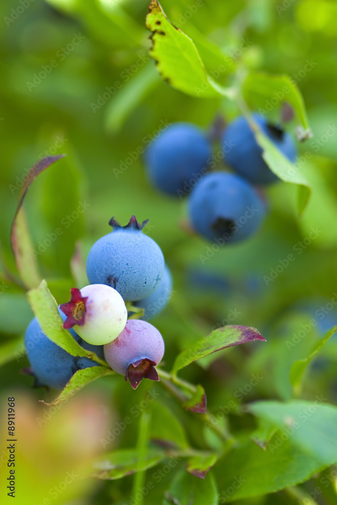 Foto de La floraison et la cueillette des bleuets au Québec do Stock ...
