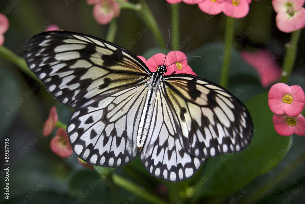Black White Rice Paper Kite Butterfly Idea Leuconoe Pink Flowers Stock ...