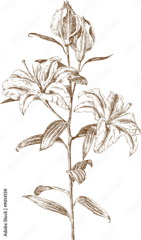 vector lily. Trace of freehand drawing Stock Vector | Adobe Stock