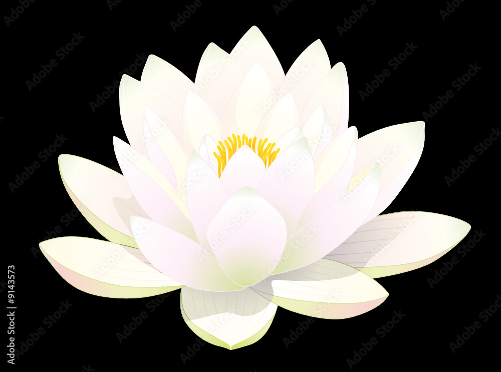 Fleur Blanche Fond Noir