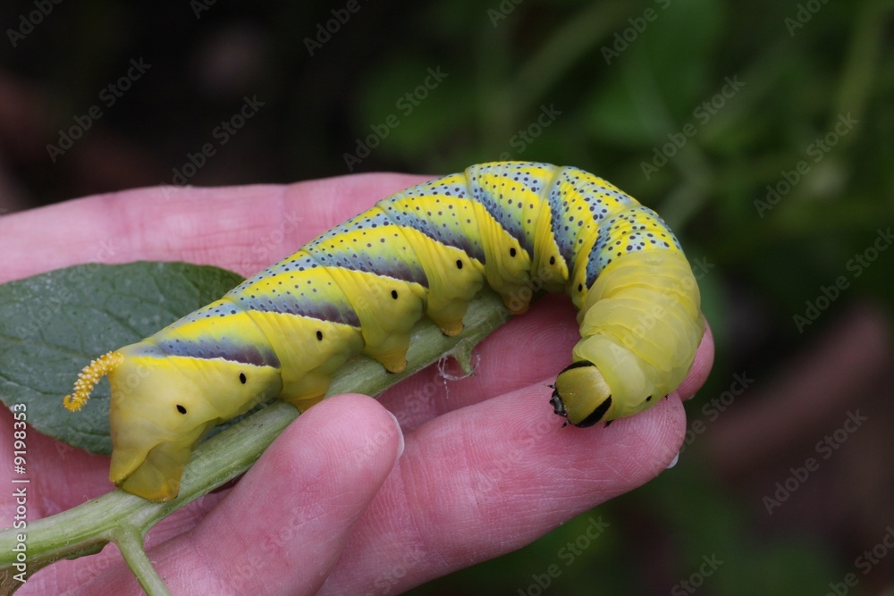 giant caterpillar Stock Photo | Adobe Stock