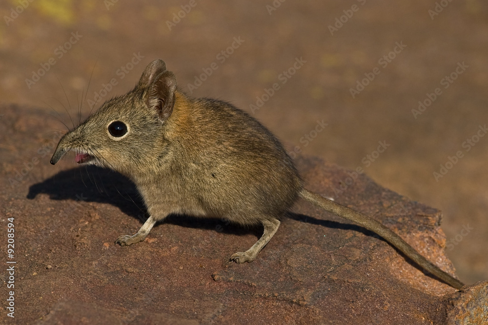 Common Shrew Mouth