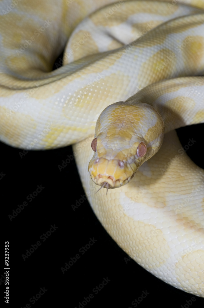 Male Albino Burmese Python