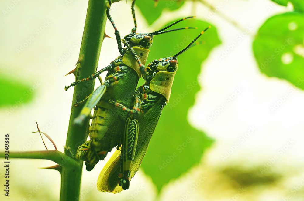Insect reproduction Stock Photo | Adobe Stock
