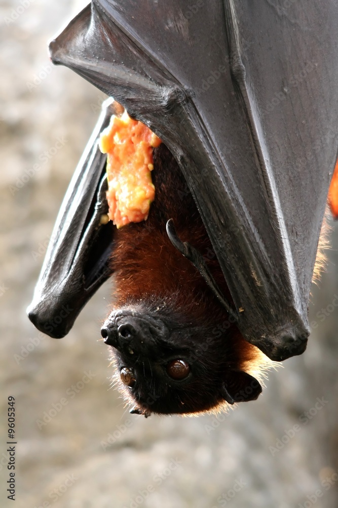 Large fruit bat or flying fox eating fruit Stock Photo | Adobe Stock