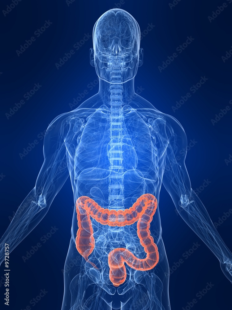 menschlicher darm Stock-Illustration | Adobe Stock