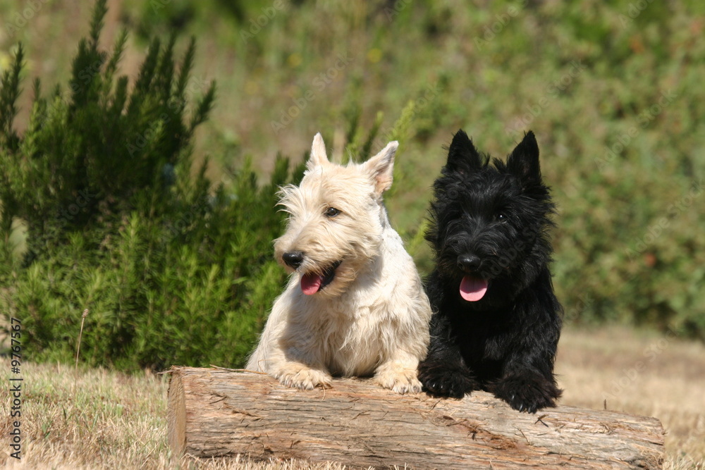 Scottish Terrier Mix White