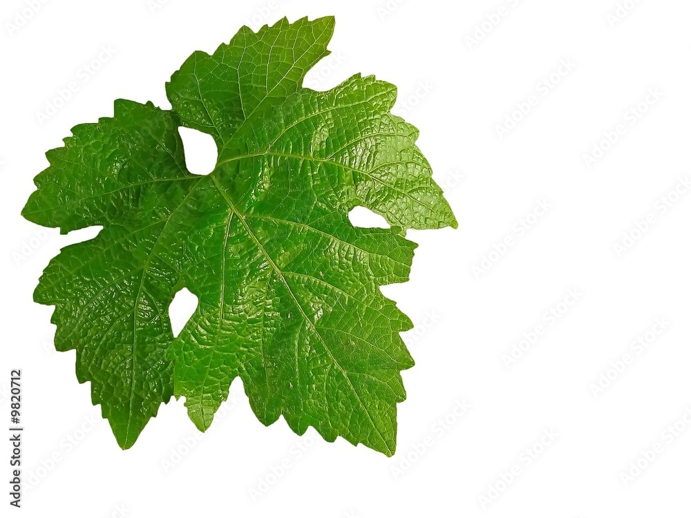 feuille de vigne Stock Photo | Adobe Stock