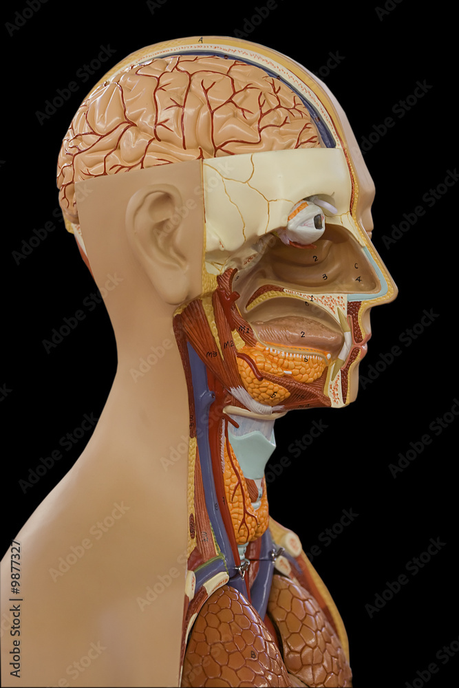 Educational anatomic model of a human body. Stock Photo | Adobe Stock